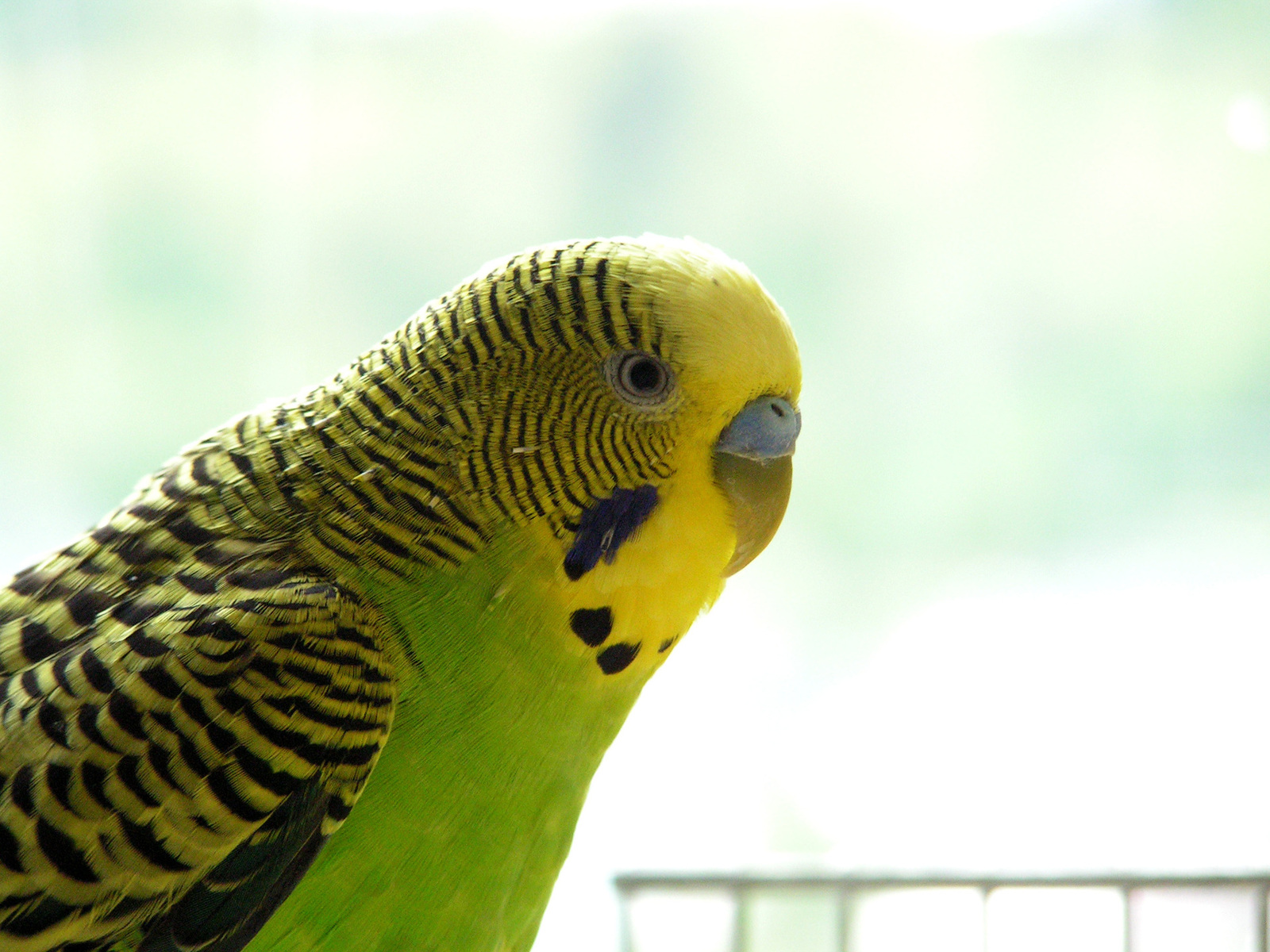 bird.jpg